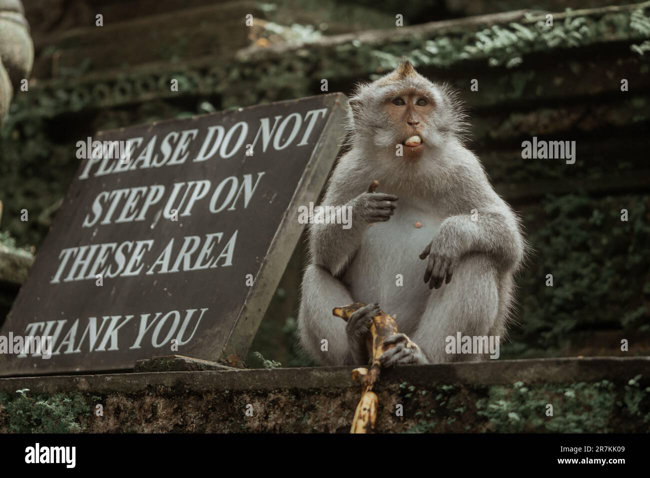 A cheeky monkey seated closely to a sign that reads 'Please Don't Step ...