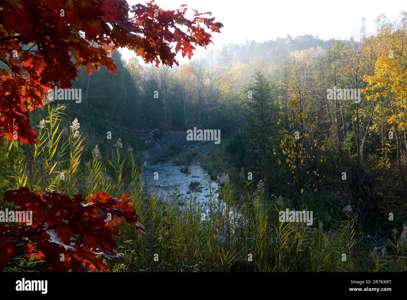 The autumn leaf colour in the river valley with fog and mist Stock ...