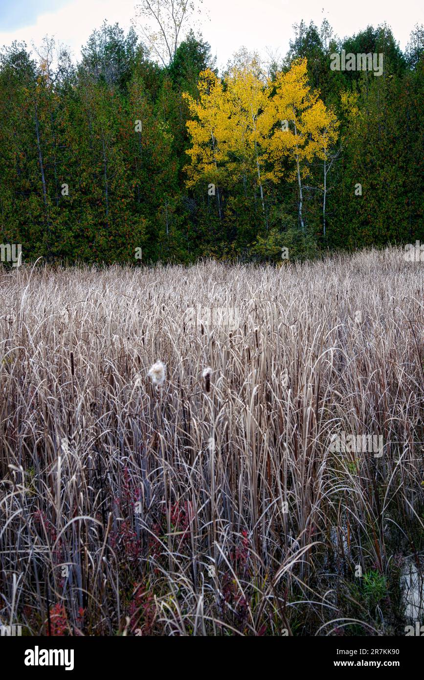 Single tree in autumn colour hi-res stock photography and images - Alamy