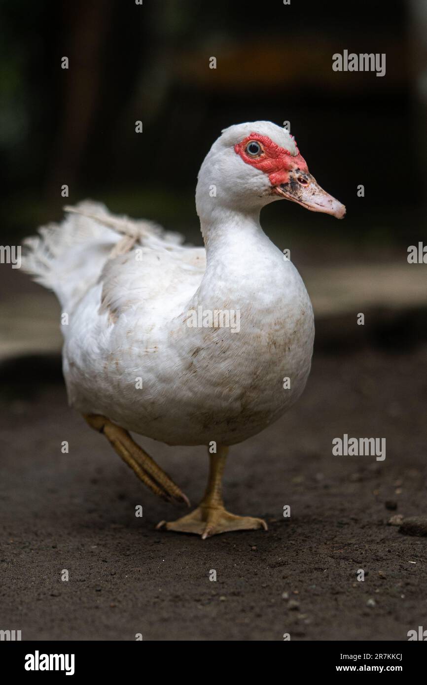 Curious duck looking camera hi-res stock photography and images - Alamy