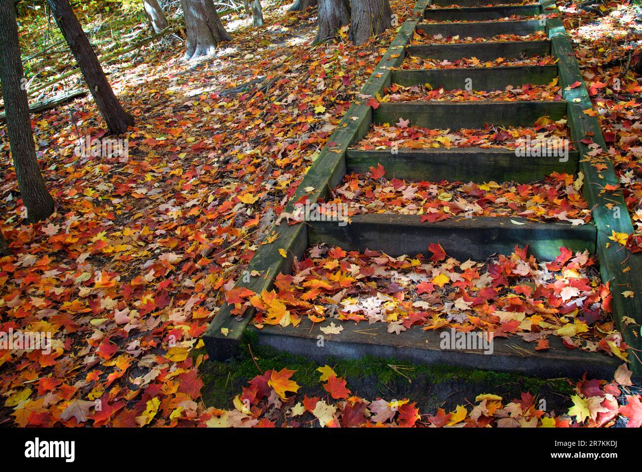 Autumn leaves covered the steps in a public park Stock Photo - Alamy