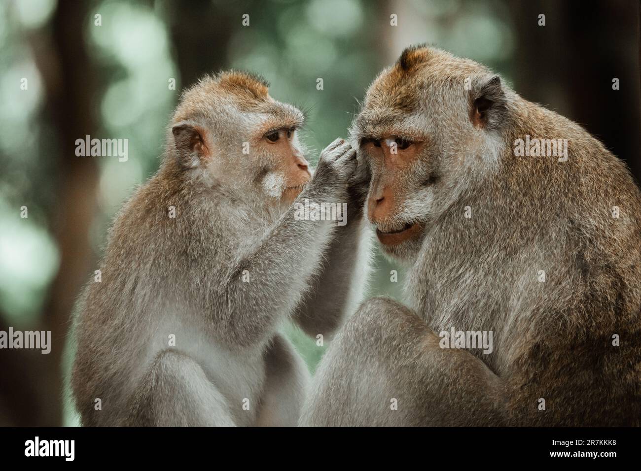 The crab-eating macaques grooming each other. Macaca fascicularis Stock ...