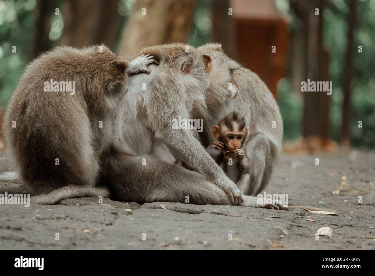 A family of crab-eating macaques in Ubud Monkey Forest, Bali Stock ...