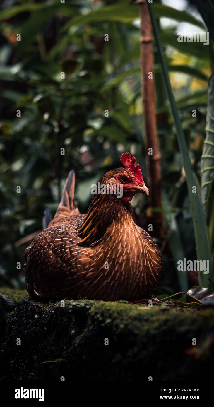A brown hen in an outdoor setting surrounded by green vegetation Stock ...