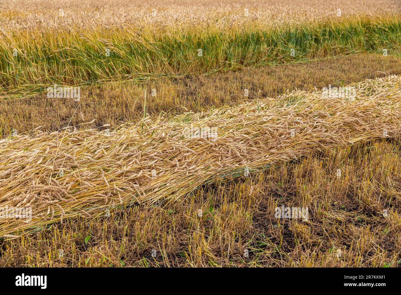 Separate harvesting of wheat by mowing headers into swaths at a low cut ...
