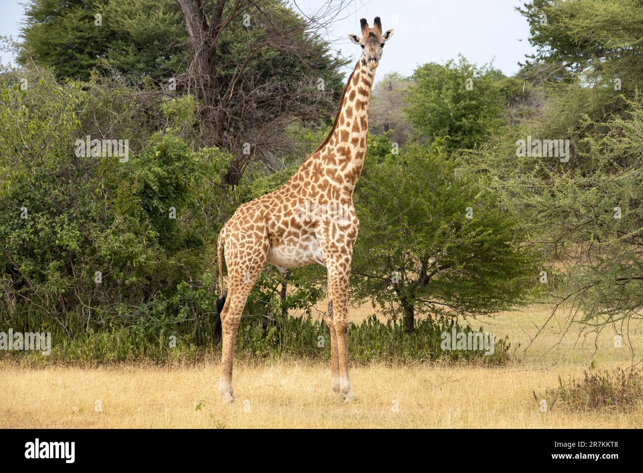 The distinctive pattern of the Masai Giraffe. The darker areas are now ...