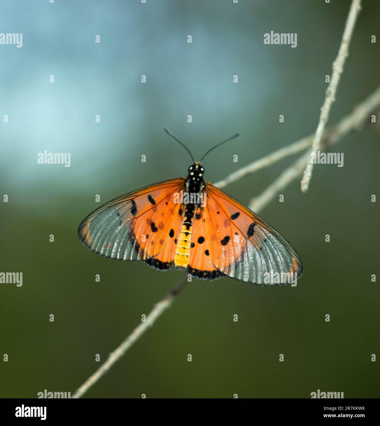 A common and widespread member of the Acraea family, the Wandering ...