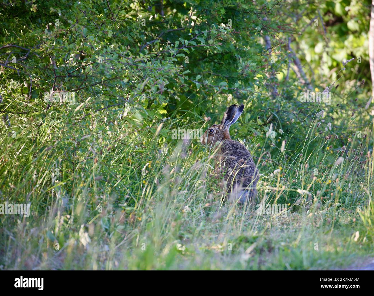 Hare in the grass hi-res stock photography and images - Alamy