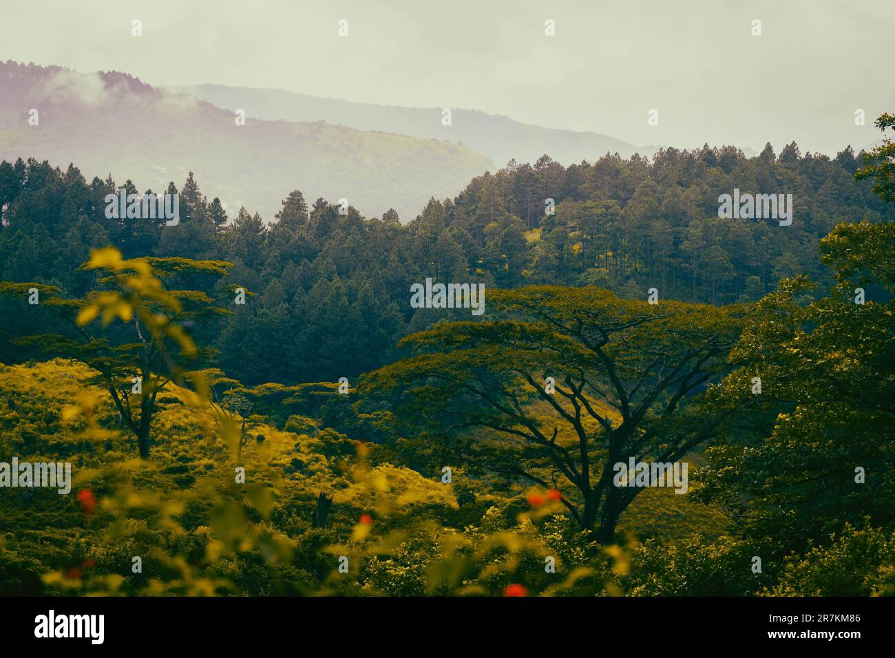 Beautiful scenery range trees hi-res stock photography and images - Alamy