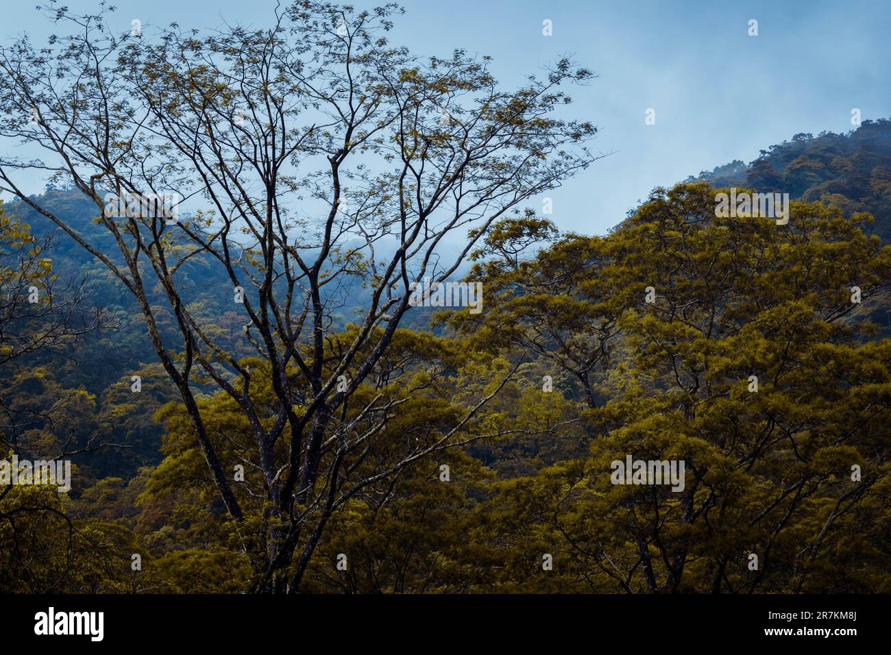 Beautiful scenery range trees hi-res stock photography and images - Alamy