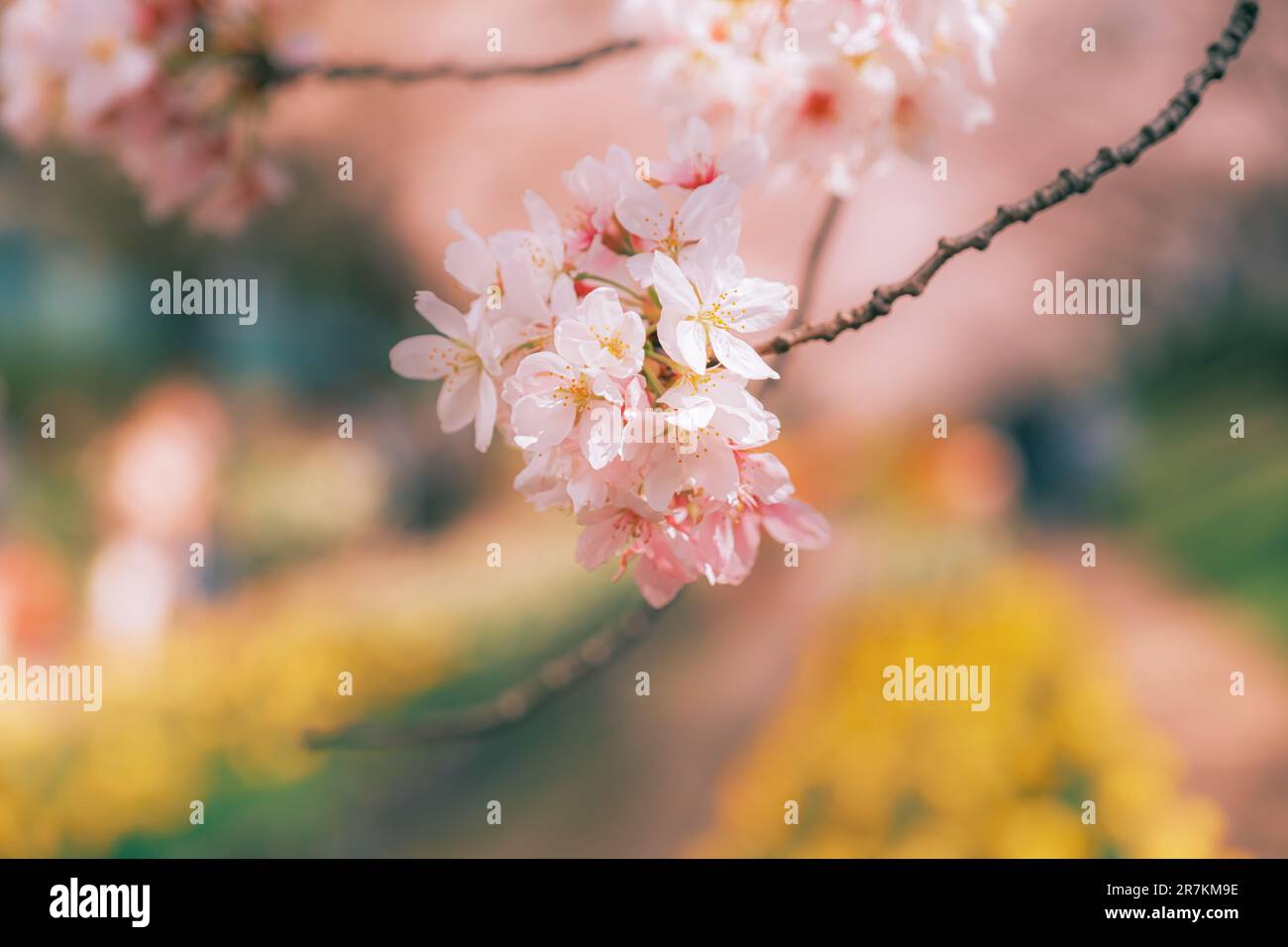 Japanese tulip tree hi-res stock photography and images - Alamy