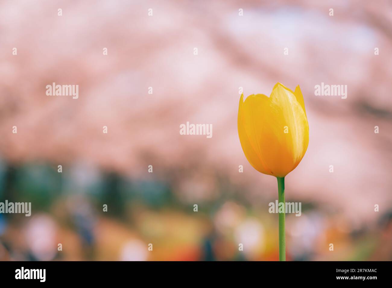 A yellow tulip is standing beautifully infront of blurred cherry ...
