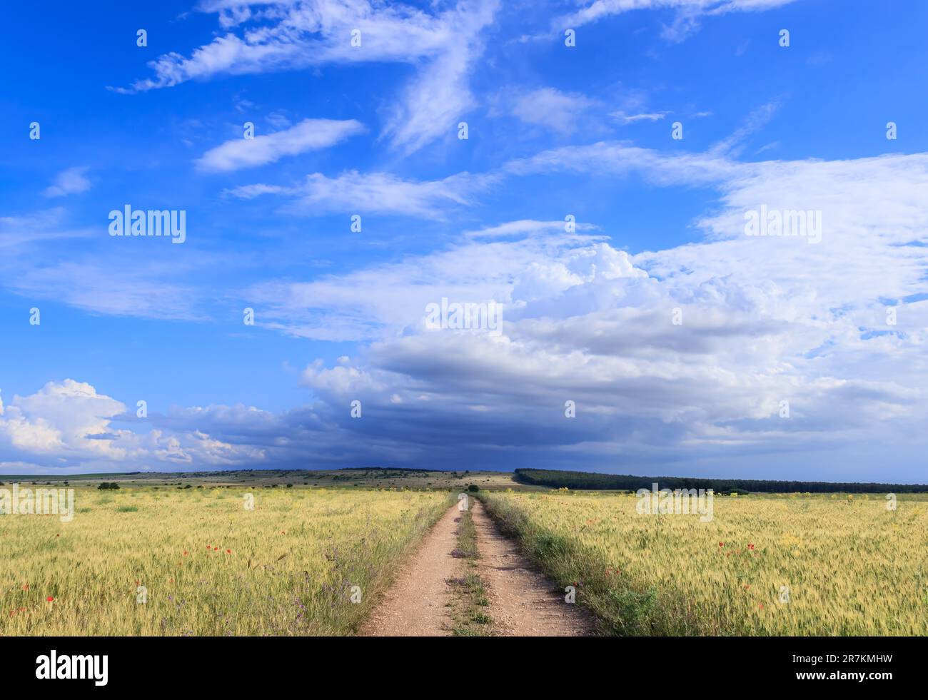 Alta Murgia National Park: field of wheat in Apulia, Italy. It is a ...