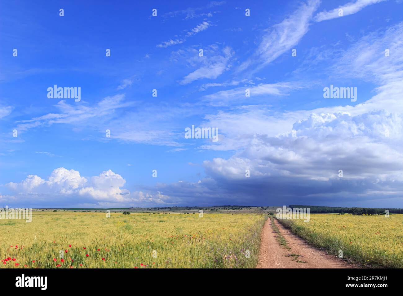 Alta Murgia National Park: field of wheat in Apulia, Italy. It is a ...