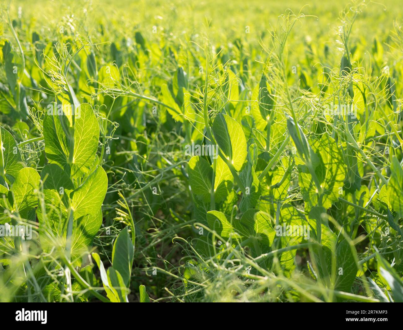 Pea leaves and tendrils radiant with fresh green color on the farm ...