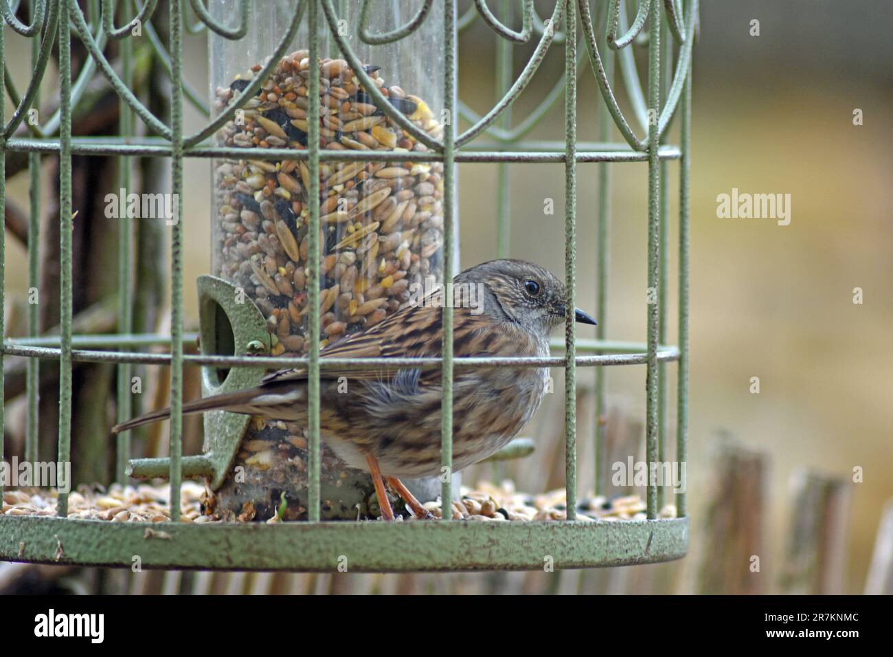Adult Dunnock (Scientific Name Prunella modularis) on birdseed feeder ...