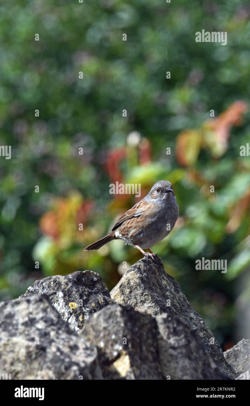 Adult Dunnock (Scientific Name Prunella modularis) in Cotswold Garden ...