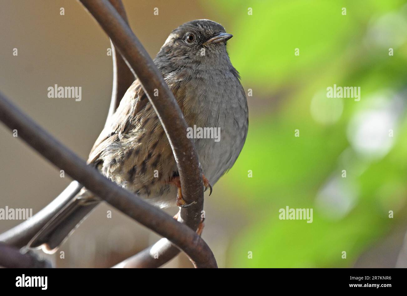 Adult Dunnock (Scientific Name Prunella modularis) in Cotswold Garden ...