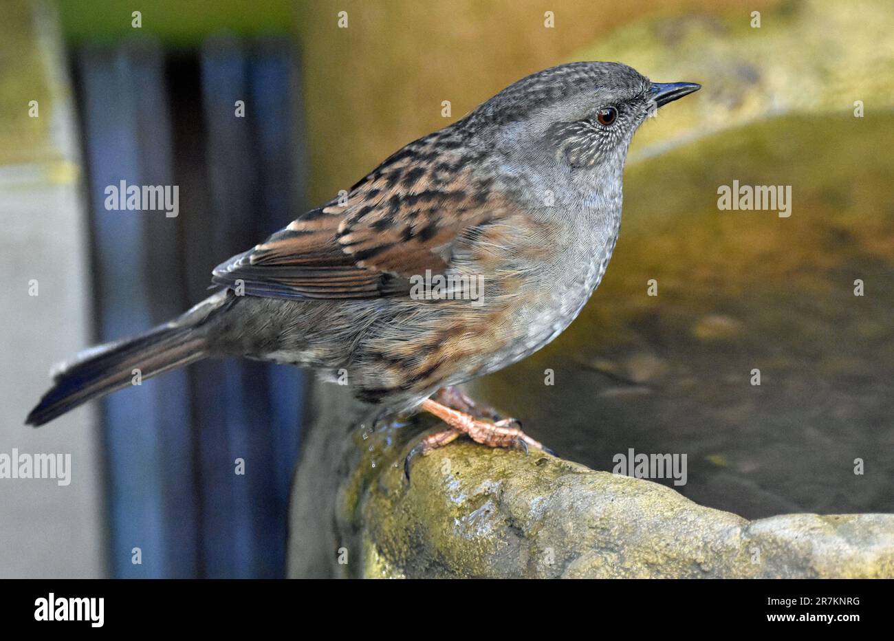Adult Dunnock (Scientific Name Prunella modularis) at Bird bath in ...