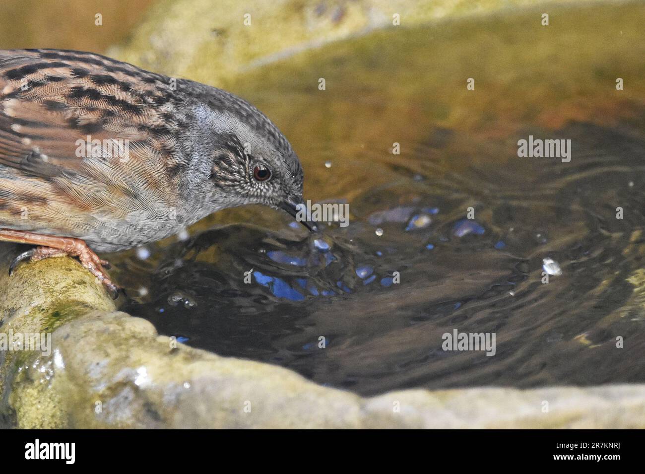 Adult Dunnock (Scientific Name Prunella modularis) at Bird bath in ...