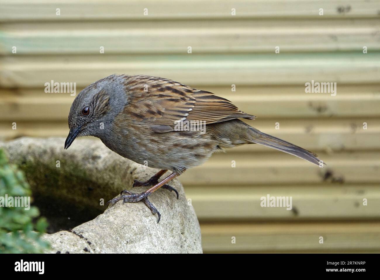 Adult Dunnock (Scientific Name Prunella modularis) at Bird bath in ...