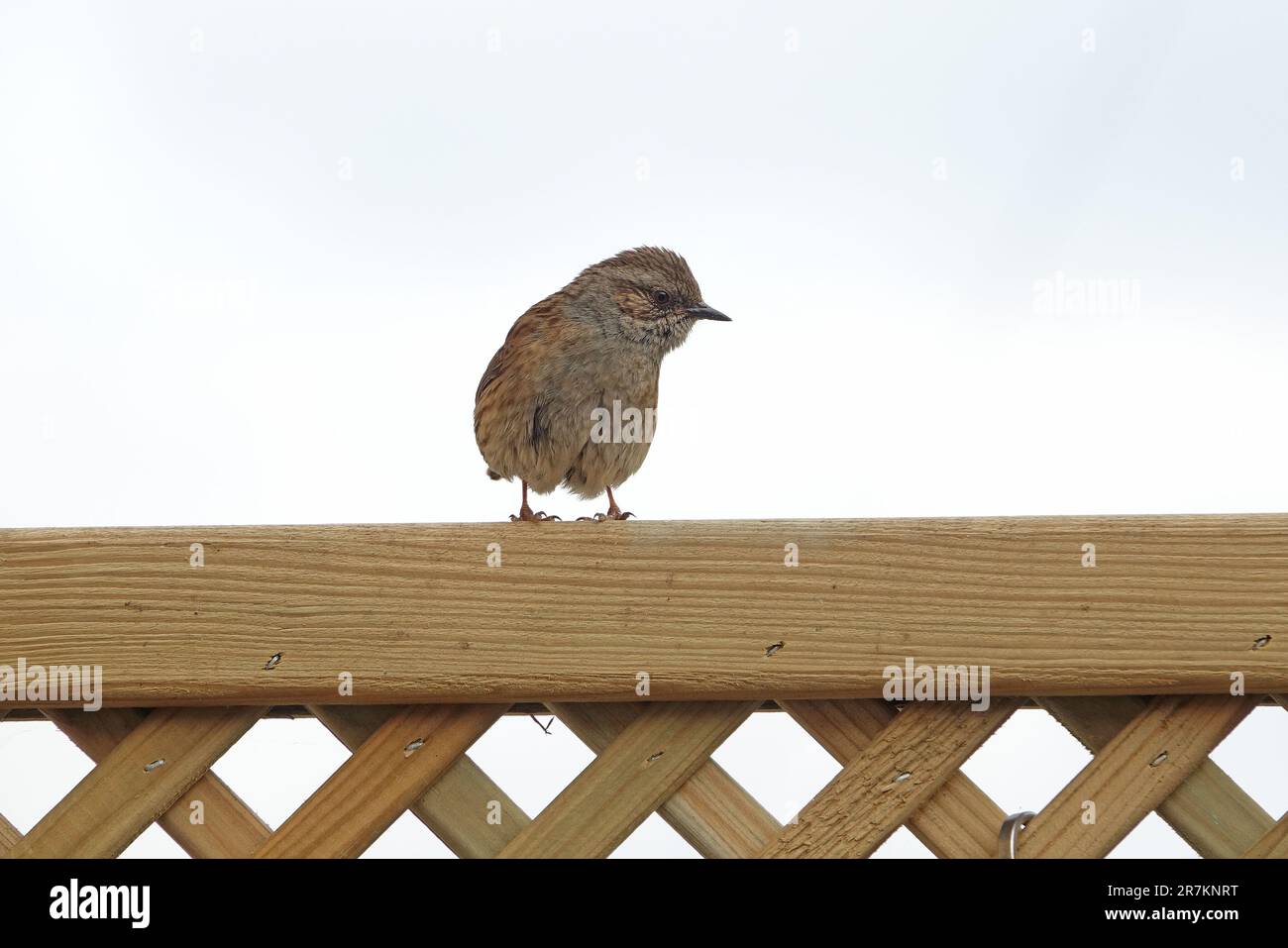 Fledgling Dunnock (Scientific Name Prunella modularis) in Cotswold ...