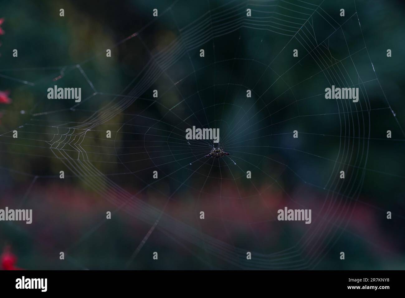 Creatures elegance hi-res stock photography and images - Alamy