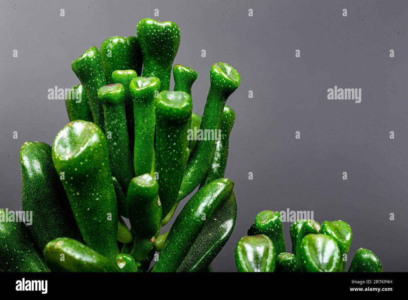 Crassula Ovata gollum - is a plant that belongs to the Crassulaceae ...