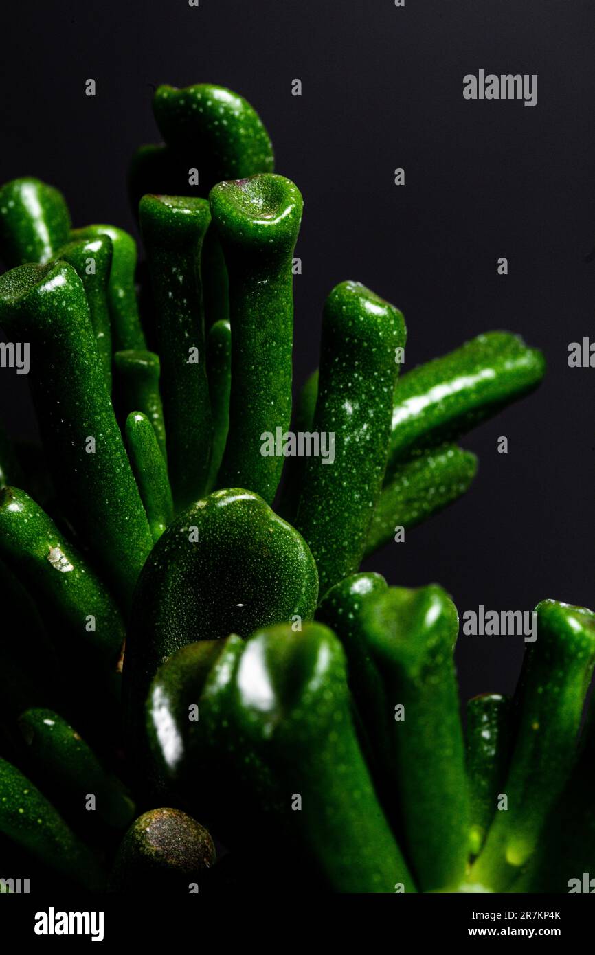 Crassula Ovata gollum - is a plant that belongs to the Crassulaceae ...