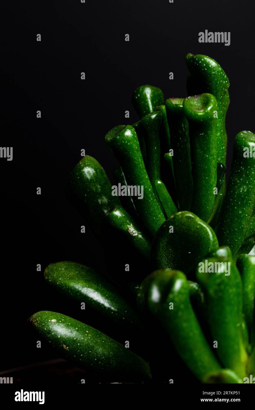 Crassula Ovata gollum - is a plant that belongs to the Crassulaceae ...