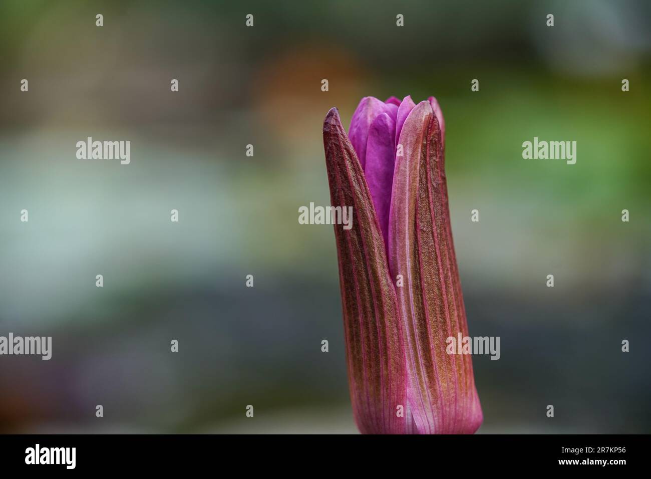 Pre bloom hi-res stock photography and images - Alamy