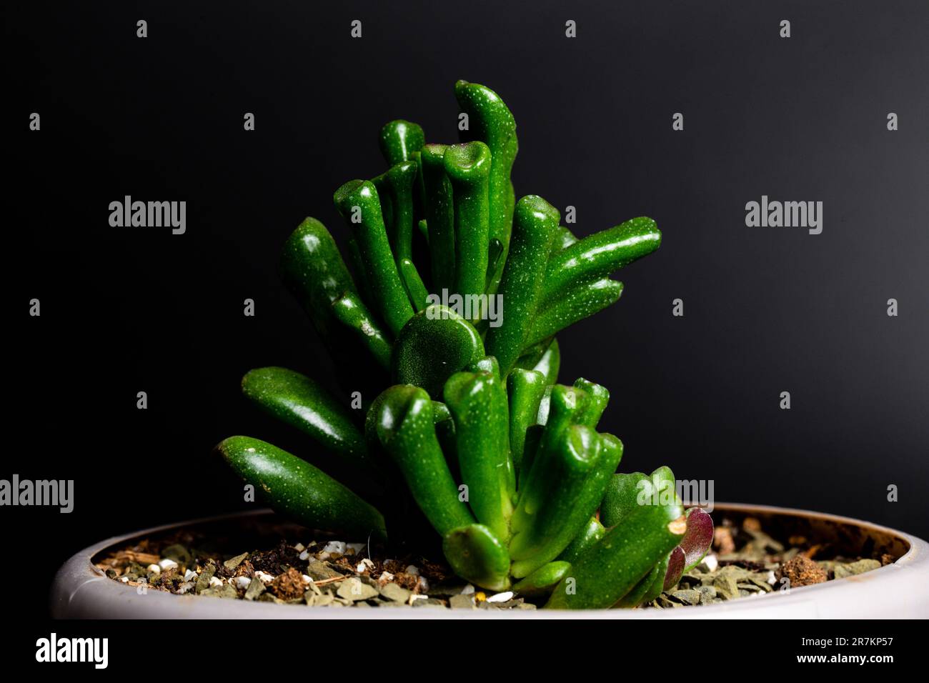 Crassula Ovata gollum - is a plant that belongs to the Crassulaceae ...