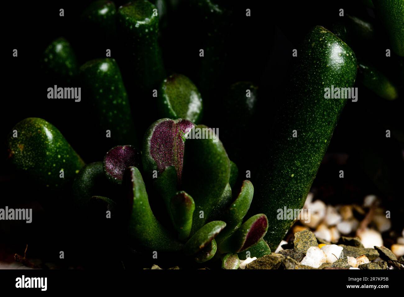 Crassula Ovata gollum - is a plant that belongs to the Crassulaceae ...
