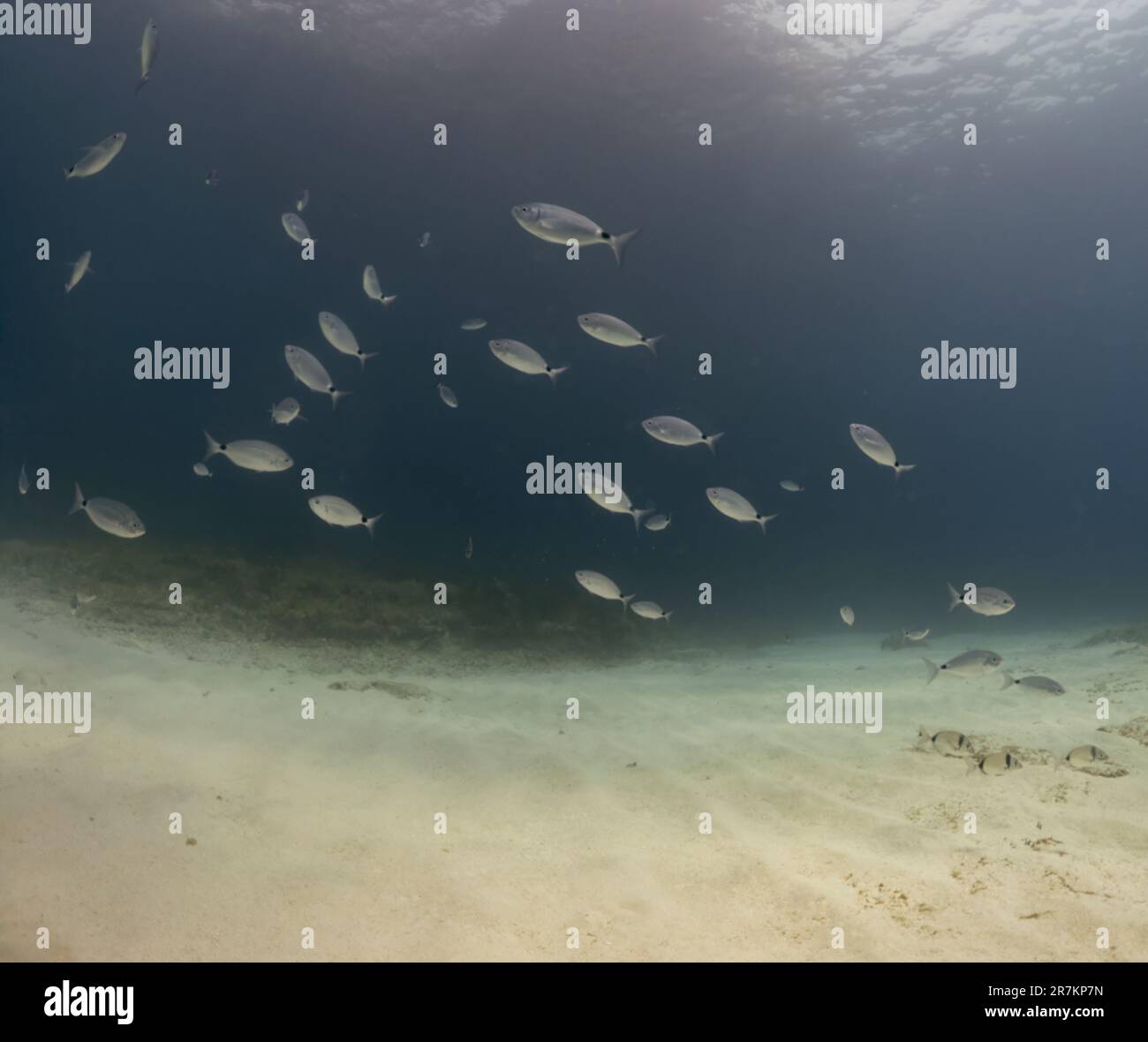 Saddled Seabream (Oblada melanura) in the Mediterranean Sea in Comino ...