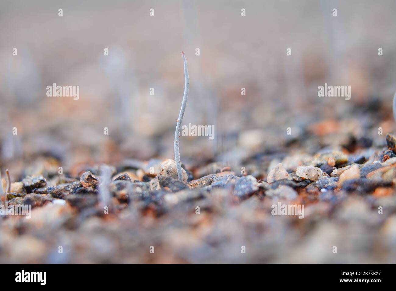 Xylaria hypoxylon commonly known hi-res stock photography and images ...