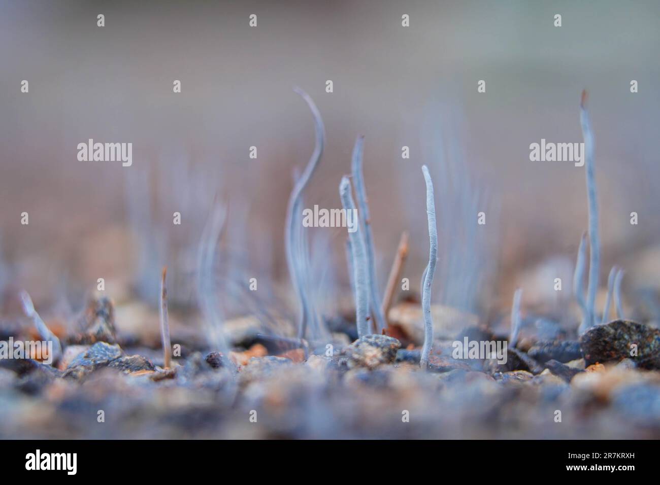 Xylariaceae family hi-res stock photography and images - Alamy