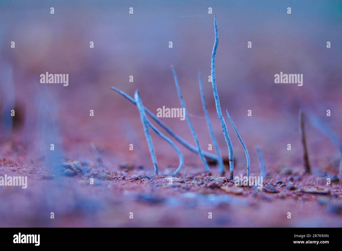 Xylaria hypoxylon commonly known as candle stick fungus or stag’s horn ...