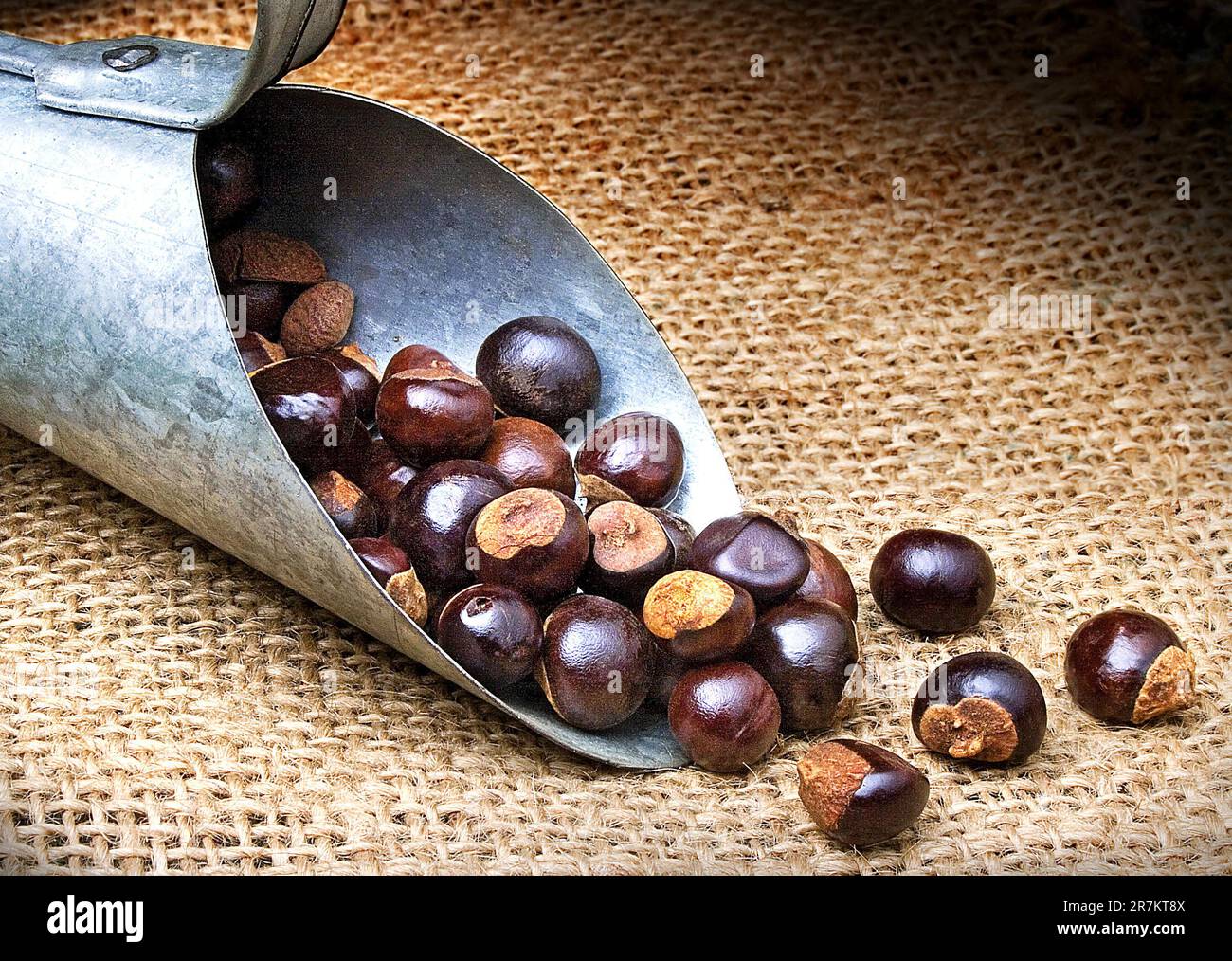 The Guaraná fruit originates from the Amazon. Found in Brazil, Peru ...