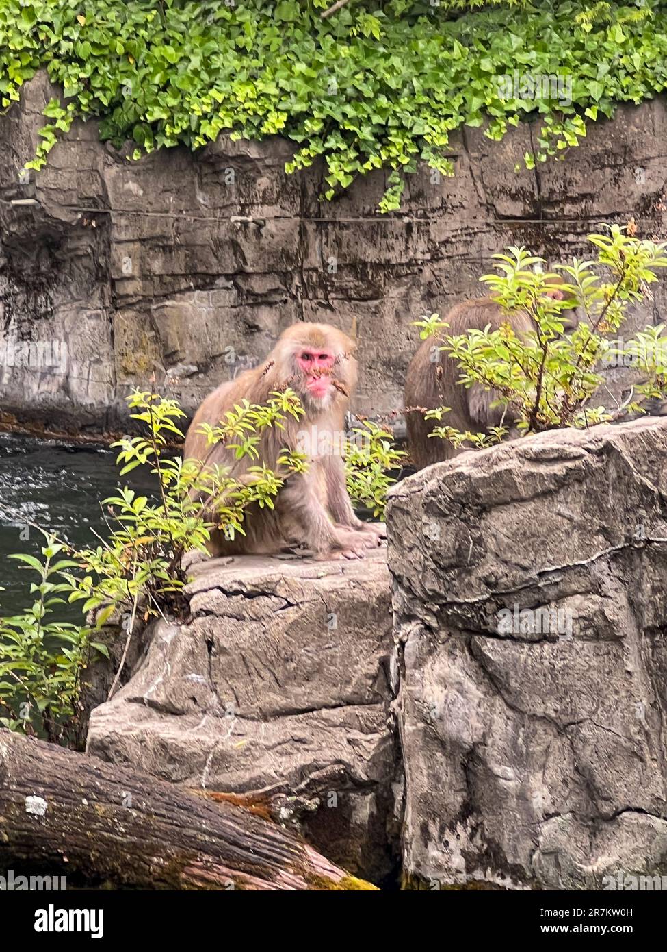 New York City, New York, USA. 23 June 2022. Macaque Monkey on display ...