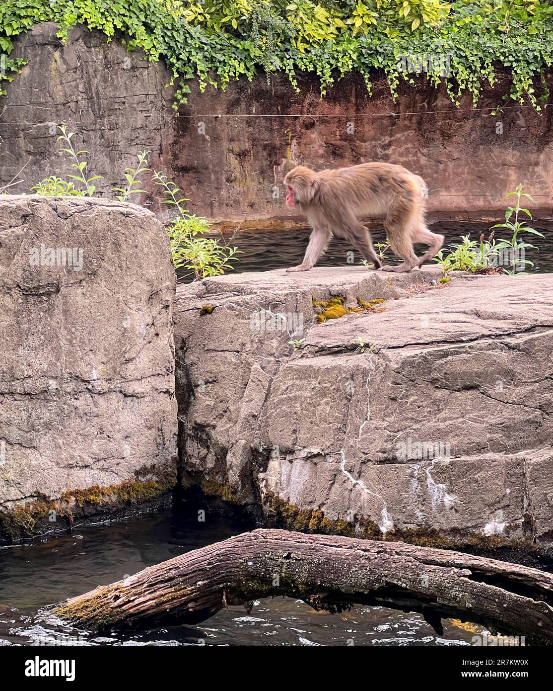Snow monkey central park zoo hi-res stock photography and images - Alamy