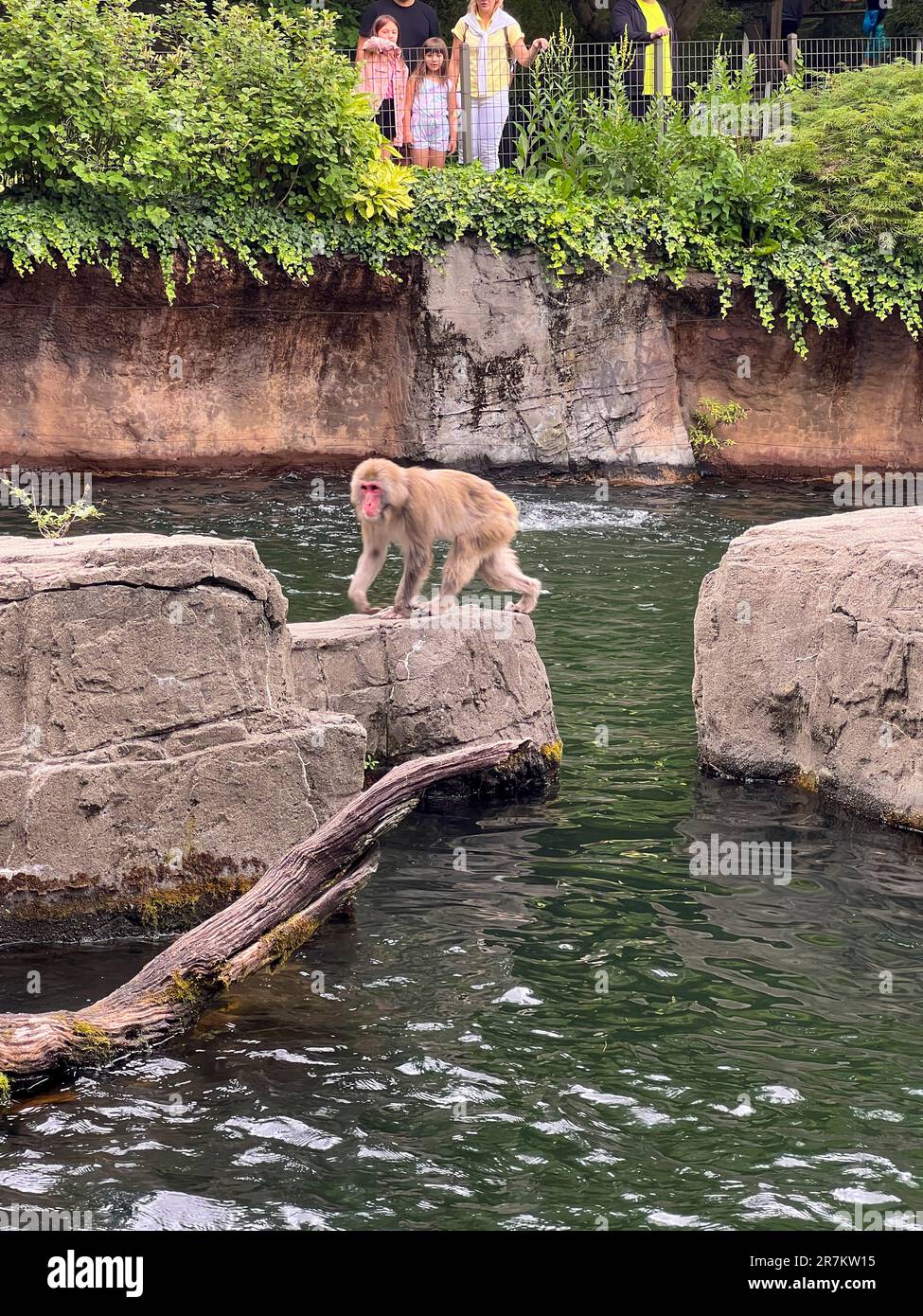 Snow monkey central park zoo hi-res stock photography and images - Alamy