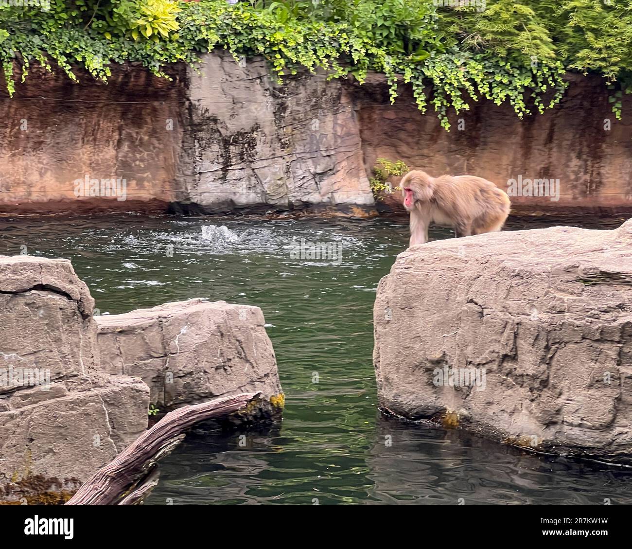 New York City, New York, USA. 23 June 2022. Macaque Monkey on display ...