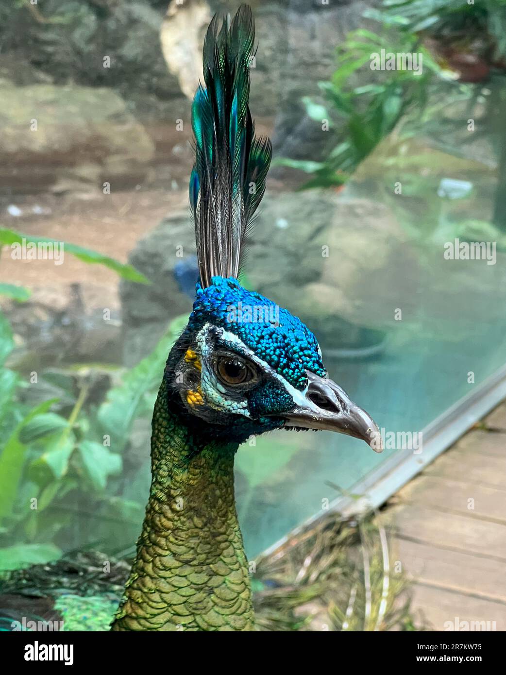 New York City, New York, USA. 23 June 2022. Peacock on display at The ...
