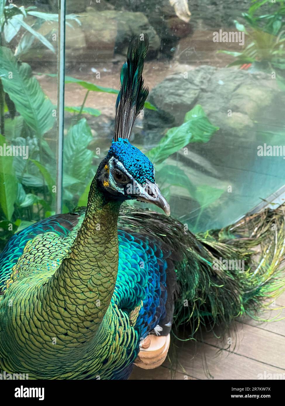 New York City, New York, USA. 23 June 2022. Peacock on display at The ...