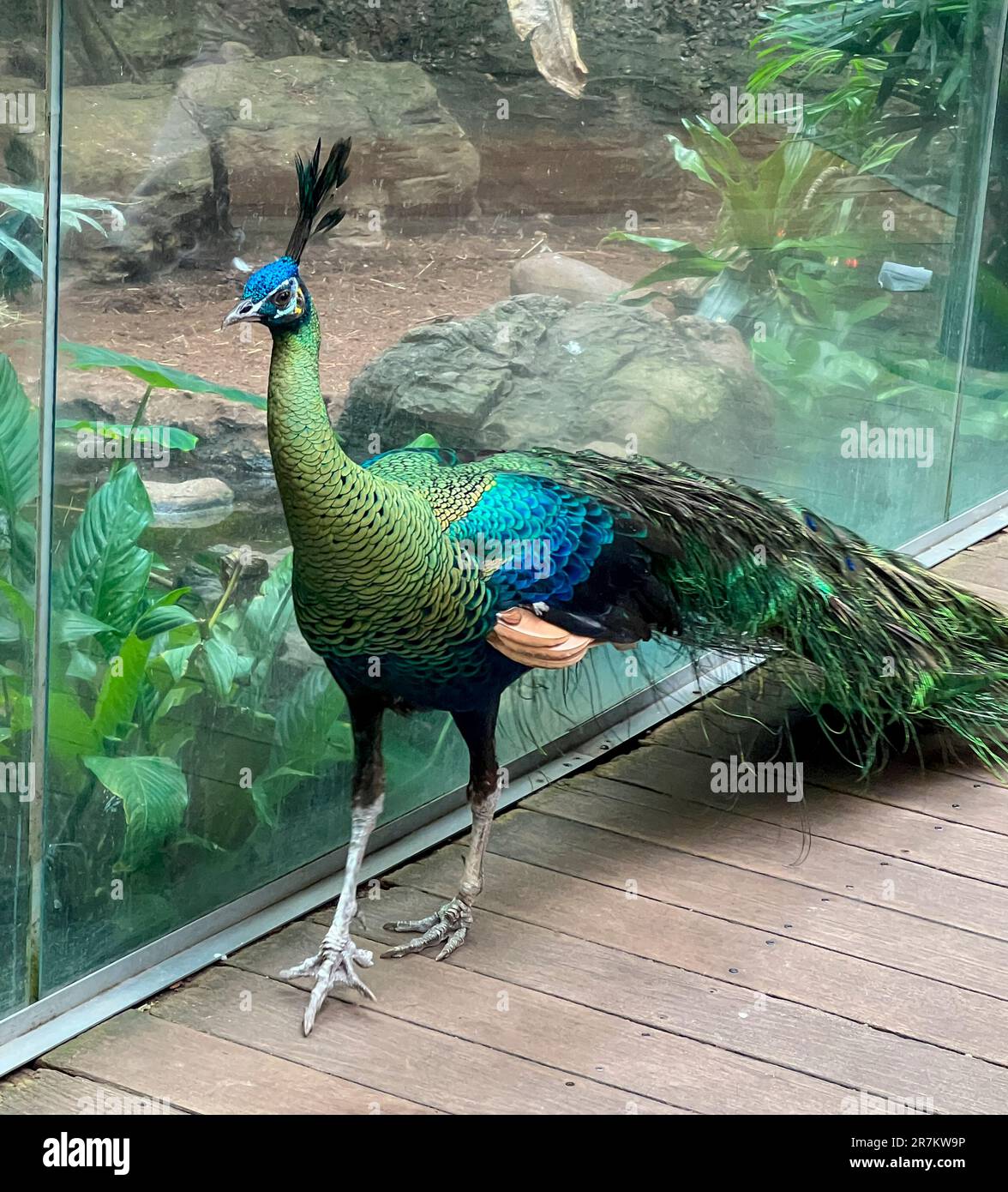 New York City, New York, USA. 23 June 2022. Peacock on display at The ...
