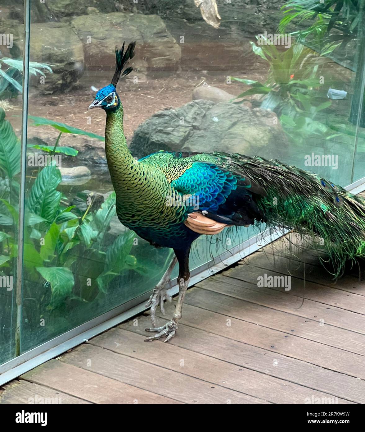 New York City, New York, USA. 23 June 2022. Peacock on display at The ...