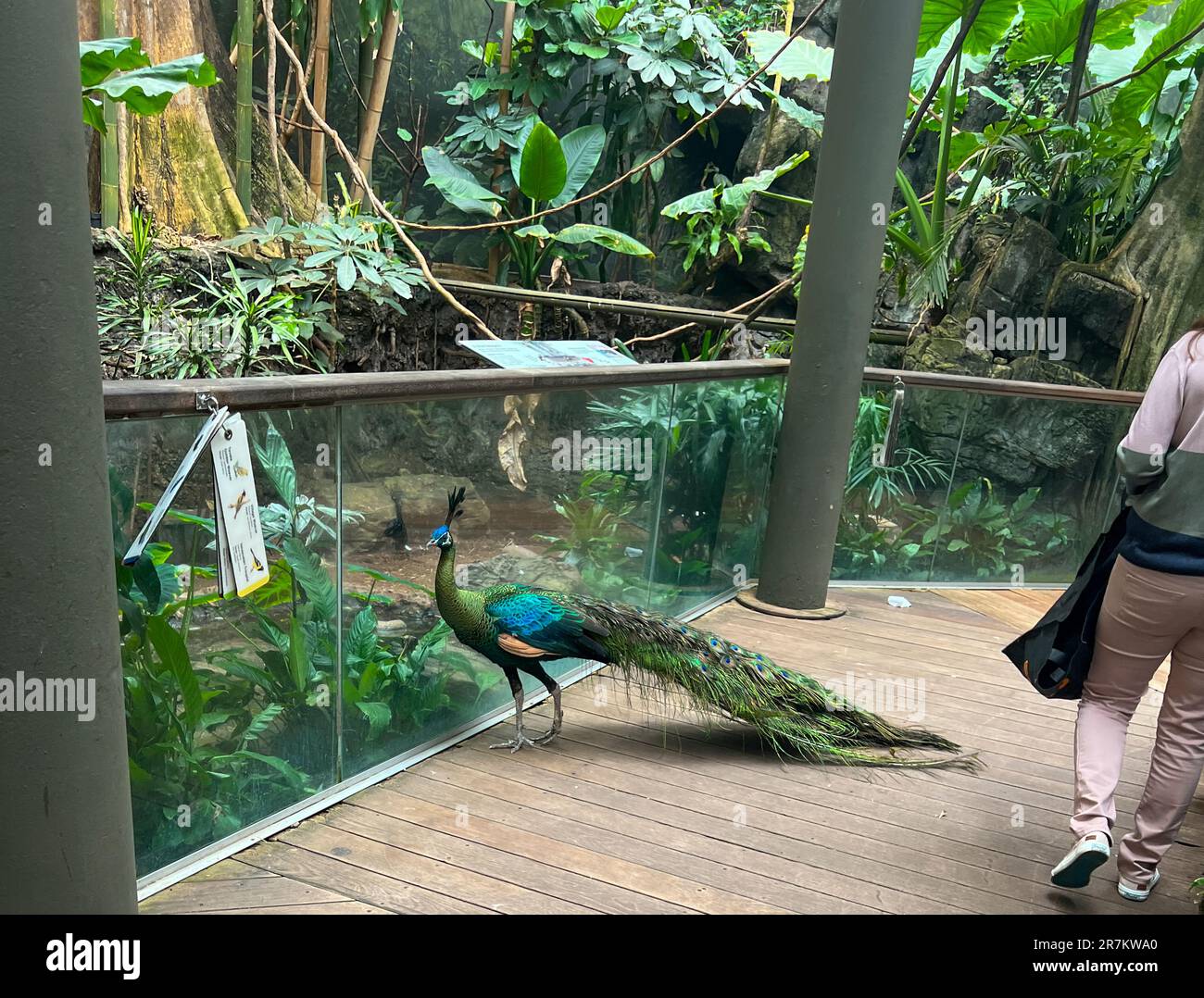 New York City, New York, USA. 23 June 2022. Peacock on display at The ...
