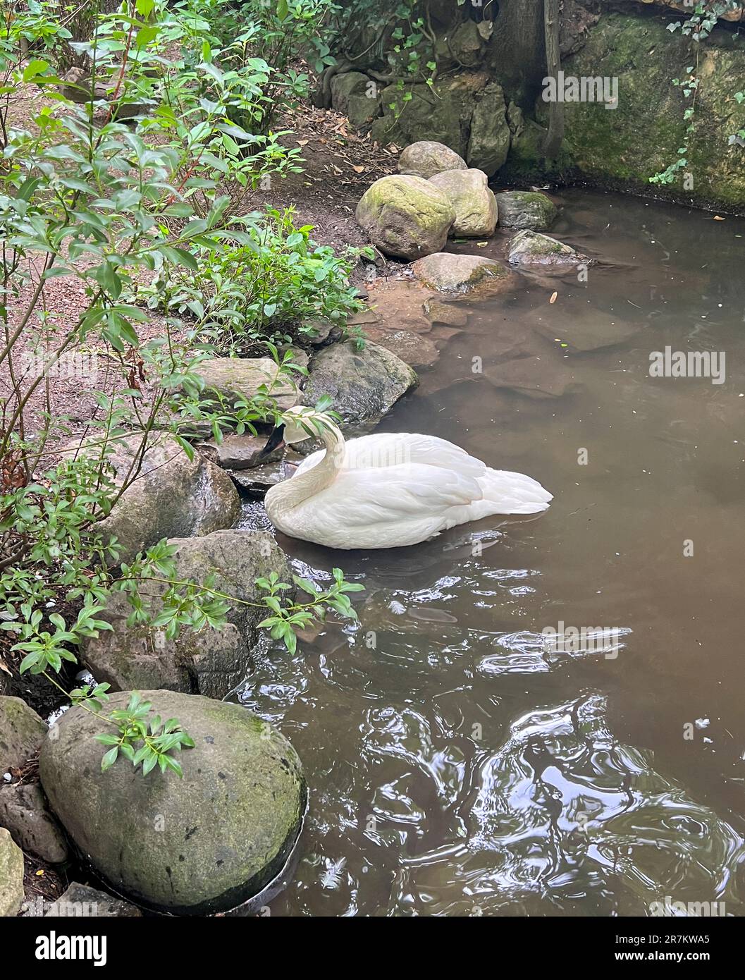 New York City, New York, USA. 23 June 2022. Swan on display at The ...