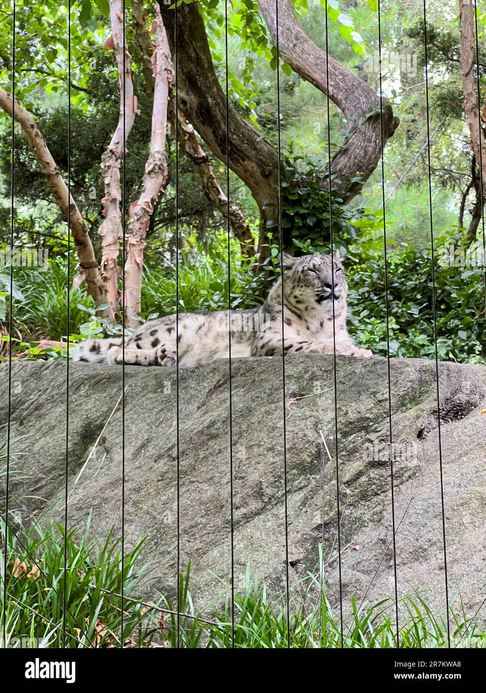 New York City, New York, USA. 23 June 2022. Snow Leopard on display at ...