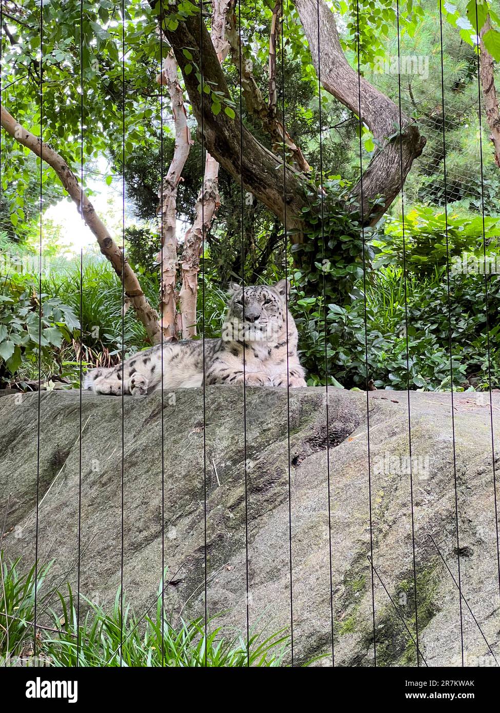 New York City, New York, USA. 23 June 2022. Snow Leopard on display at ...